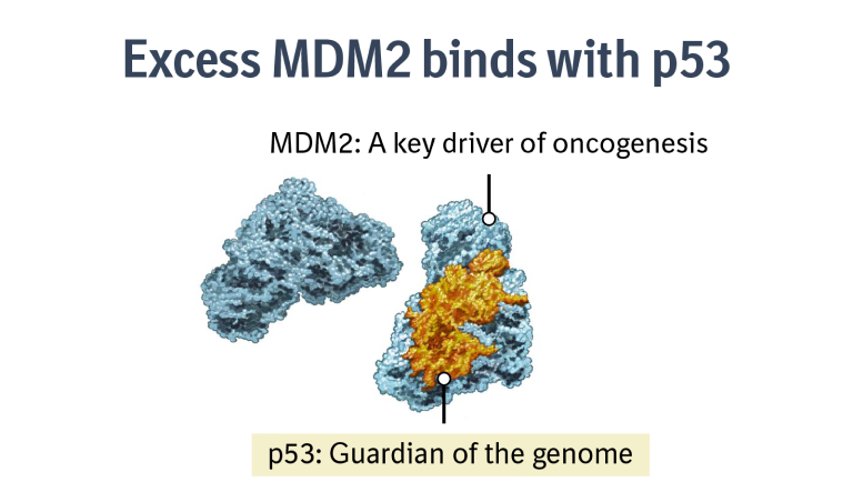 MDM2-p53 Interaction in Dedifferentiated Liposarcoma (DDLPS)